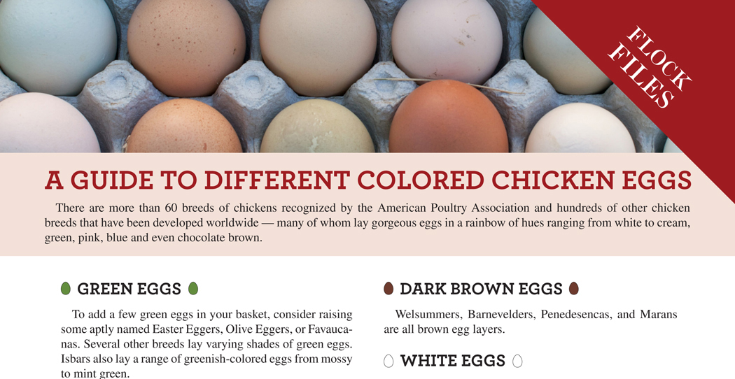 colored egg breeds